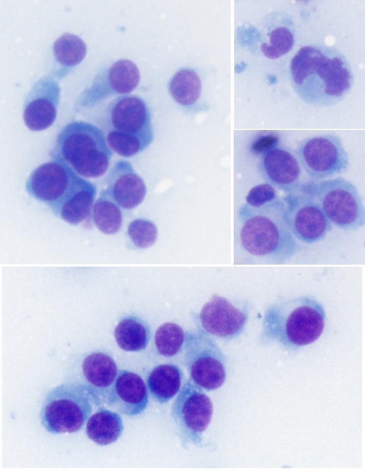 Citologico-1 – Laboratorio de Análisis de Imágenes